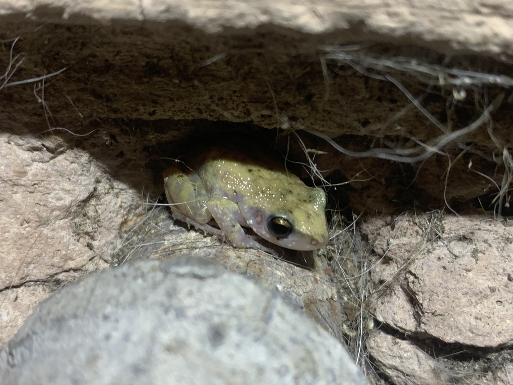 Rio Grande Chirping Frog in August 2022 by crotrox · iNaturalist