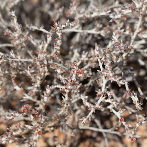 Polycarpaea multicaulis · iNaturalist