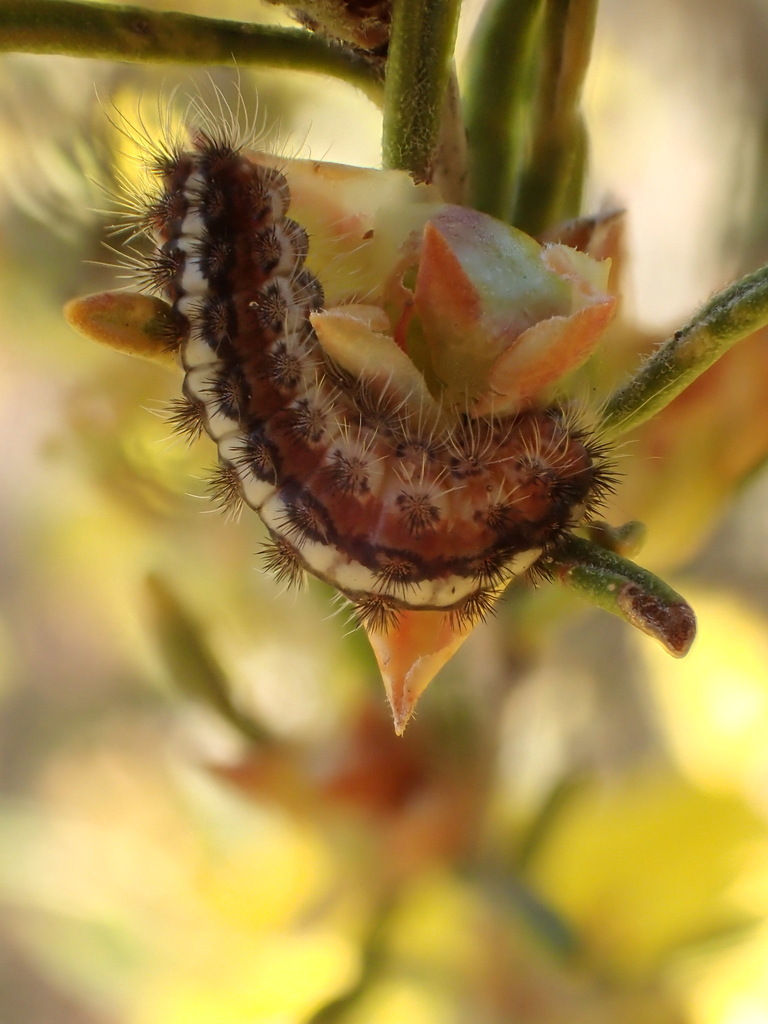Pollanisus in August 2022 by Mark Hura · iNaturalist