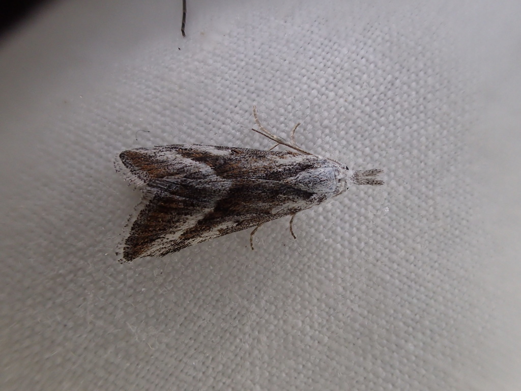 Nola paromoea from 30km E by N of Swan Reach, S. AUST on August 10 ...