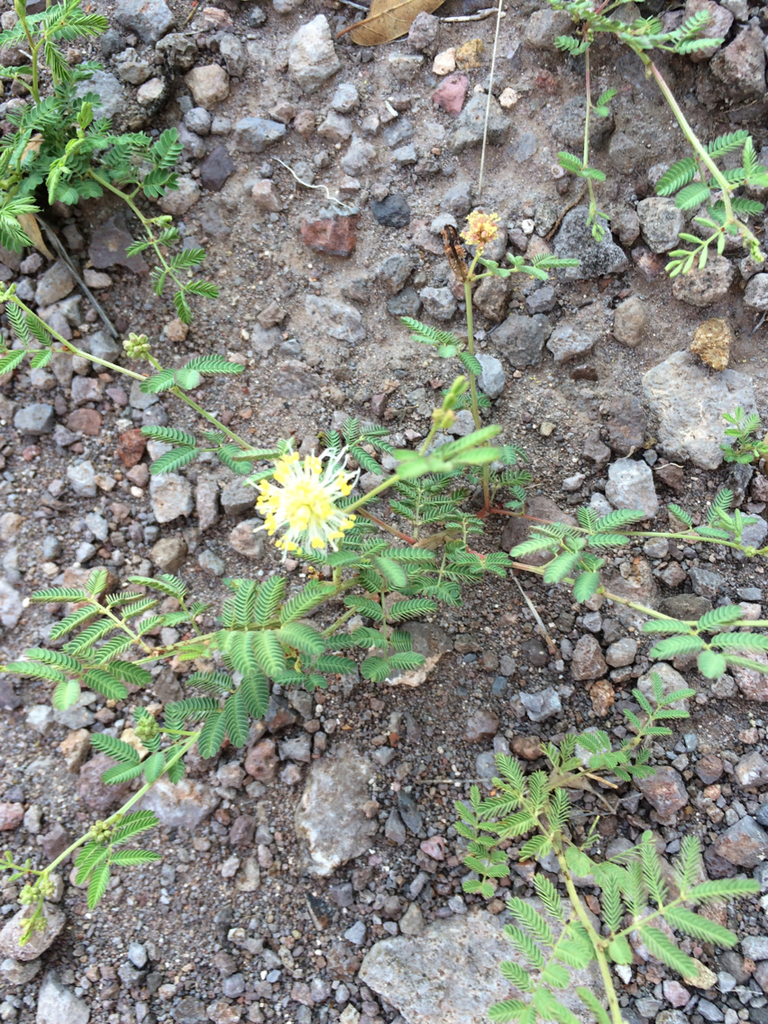 Tropical puff from Jeff Davis County, US-TX, US on August 3, 2015 at 08 ...