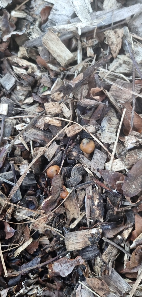 Psilocybe Mushrooms from Auckland on August 11, 2022 by gremlin bush ...