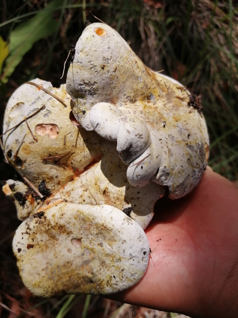 Albatrellus from Valle de Bravo, Méx., México on July 17, 2022 at 12:41 ...
