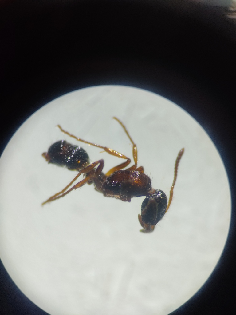 Gnamptogenys from Lomalinda on June 16, 2022 by gustavoarango. aereos ...