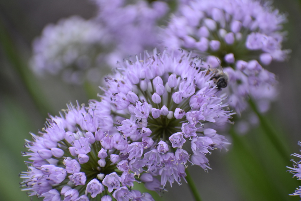Prairie Onion from Scandia, MN, USA on August 07, 2022 at 05:09 PM by ...