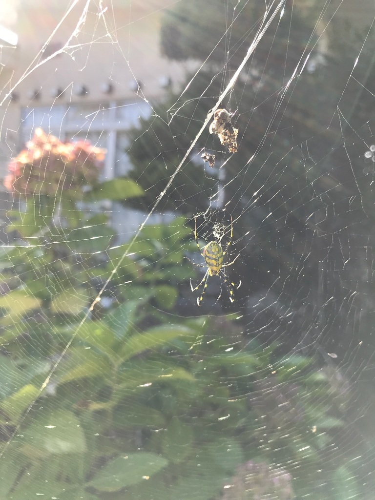 Joro Spider from Onizawa, Hirosaki, Aomori 036-1205, Japan on October ...