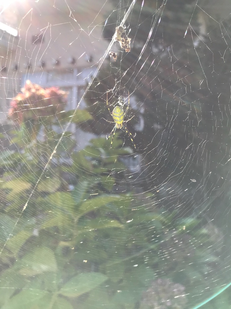 Joro Spider from Hirosaki, Aomori, Japan on October 20, 2018 at 01:33 ...