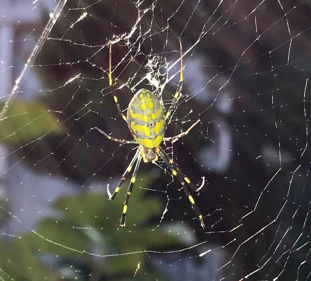 Joro Spider from Onizawa, Hirosaki, Aomori 036-1205, Japan on October ...