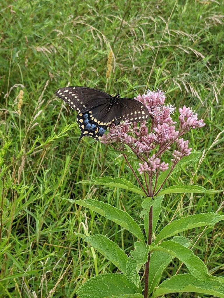 Black Swallowtail from Chittenden County, VT, USA on August 10, 2022 at ...