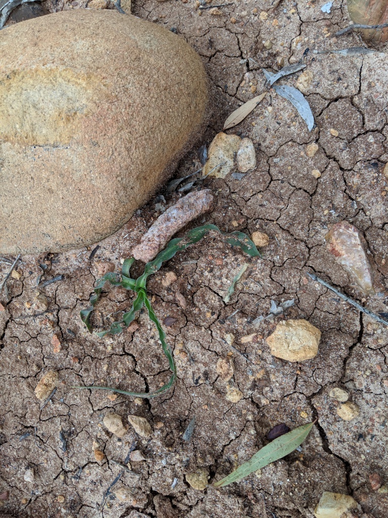 small-flowered soaproot from Scripps Ranch, San Diego, CA, USA on March ...