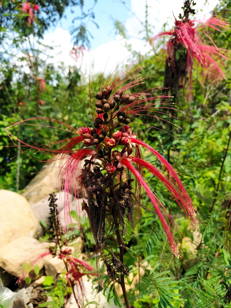 Calliandra houstoniana from Pátzcuaro, Michoacán, Mexico on August 07 ...