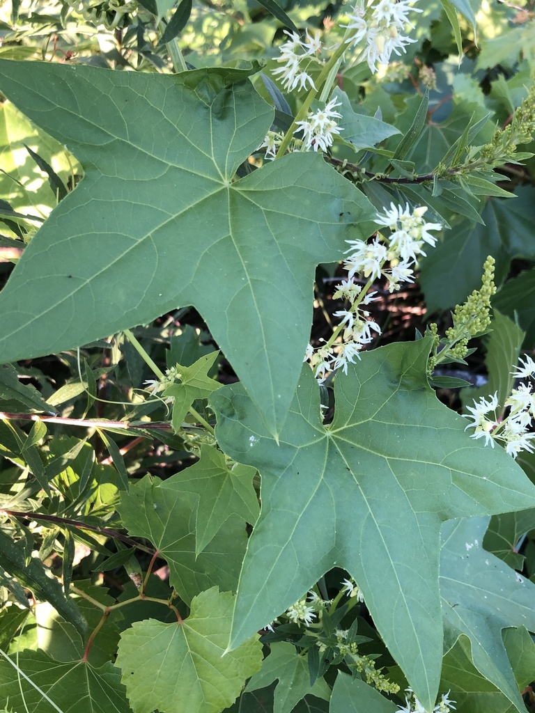 wild cucumber from University of Wisconsin–Madison Arboretum, Madison ...