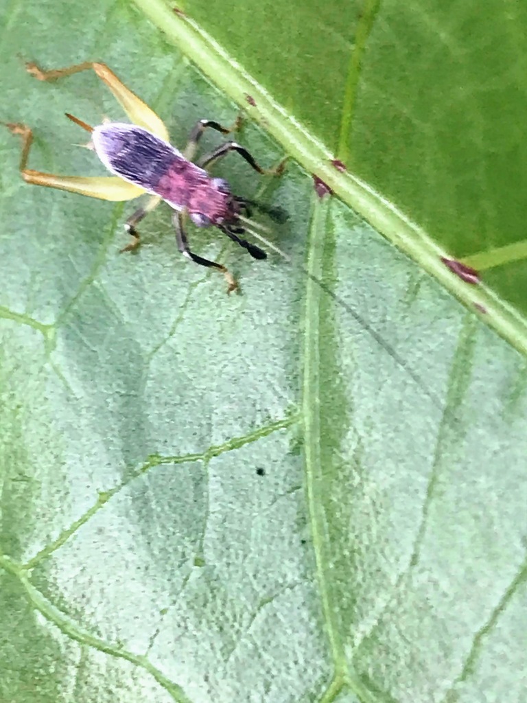 Red-headed Bush Cricket from Greenbelt, MD, USA on August 10, 2022 at ...