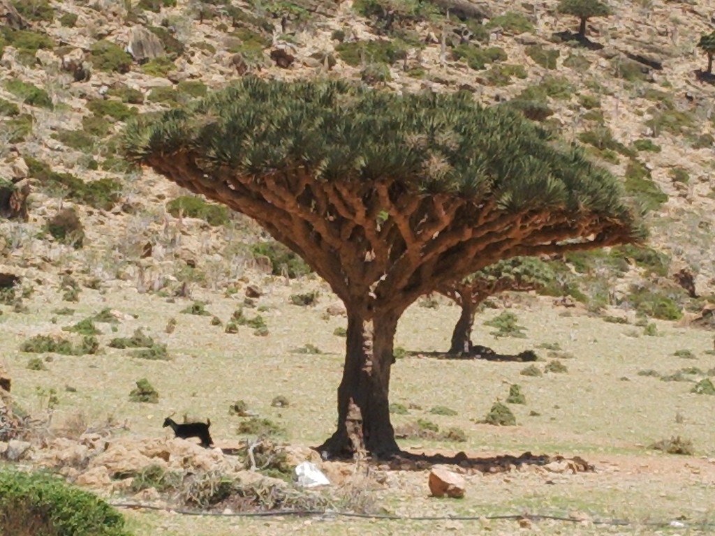 dragon blood tree (Dracaena cinnabari) - Botanical Realm