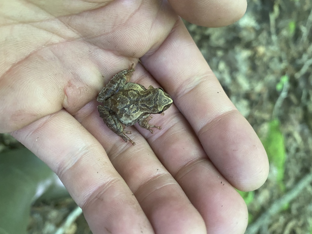 Spring Peeper from Bruce Peninsula National Park, Northern Bruce ...