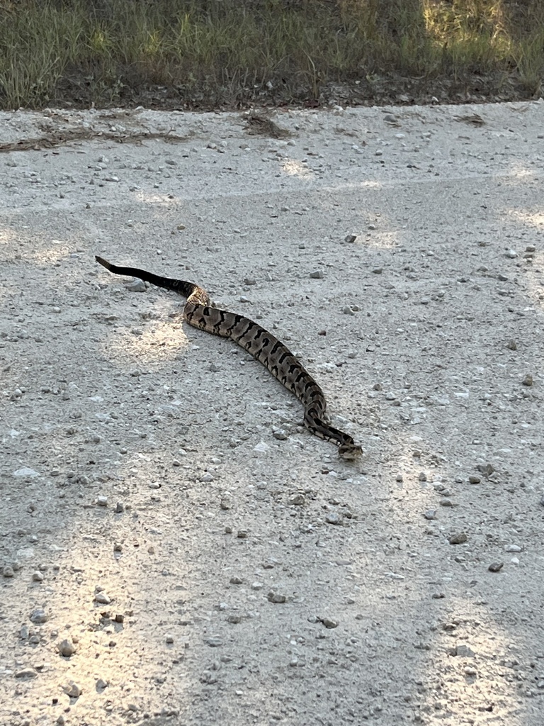 Timber Rattlesnake from Clyde Acord Rd, Franklin, TX, US on August 11 ...