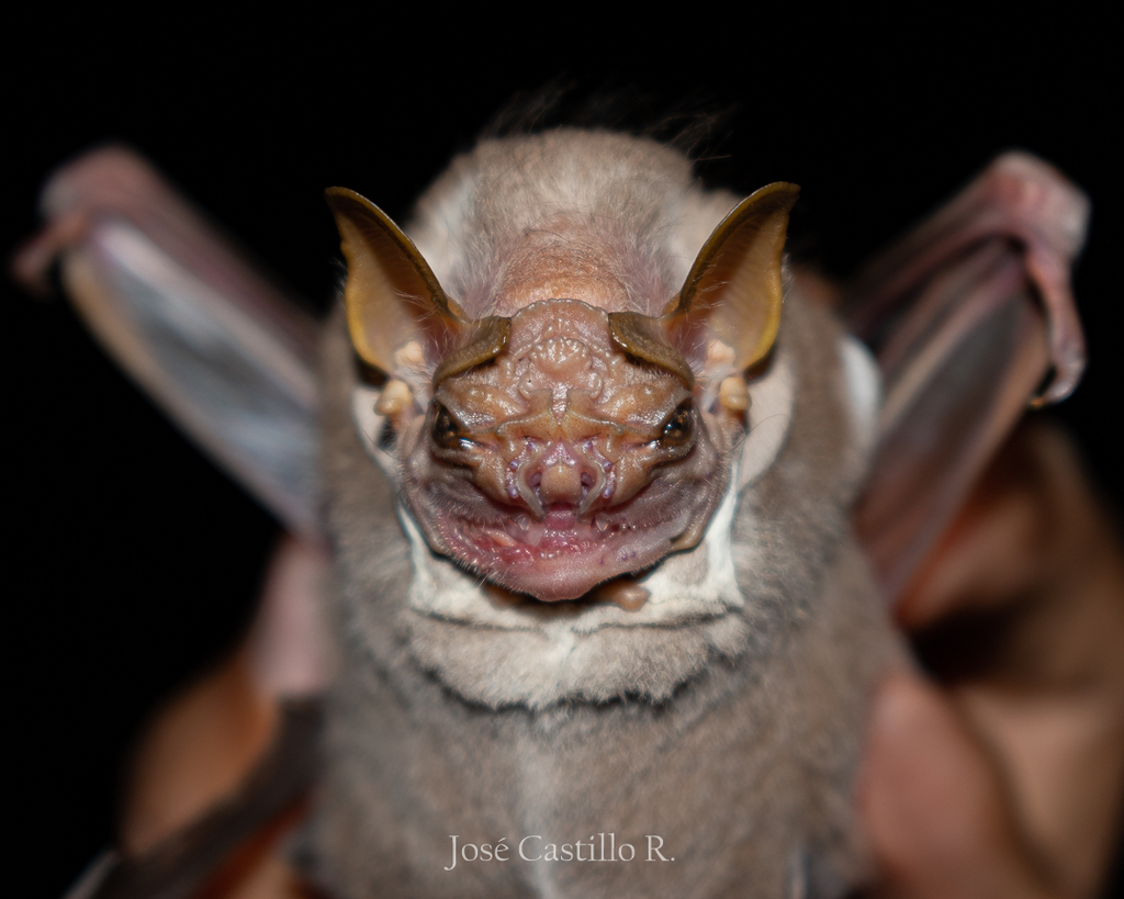 wrinkle-faced bat from Heroica Cd de Juchitán de Zaragoza, Oax., México on November 24, 2020 at ...
