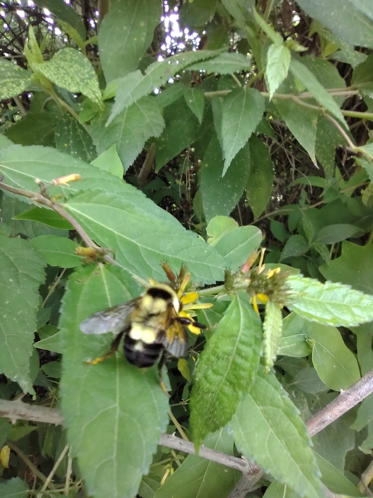 Wilmatte's Bumble Bee from San José Pinula, Guatemala on August 11 ...