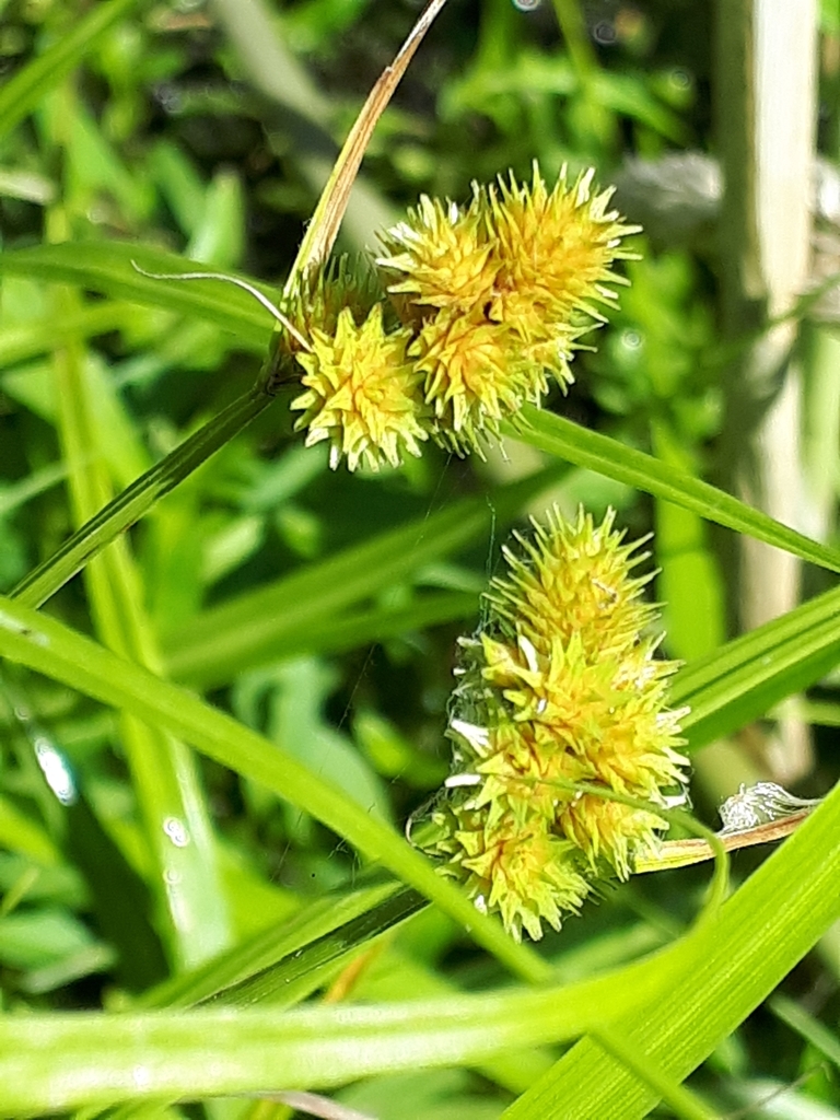 crested sedge from Haldimand-Norfolk, CA-ON, CA on August 11, 2022 at ...