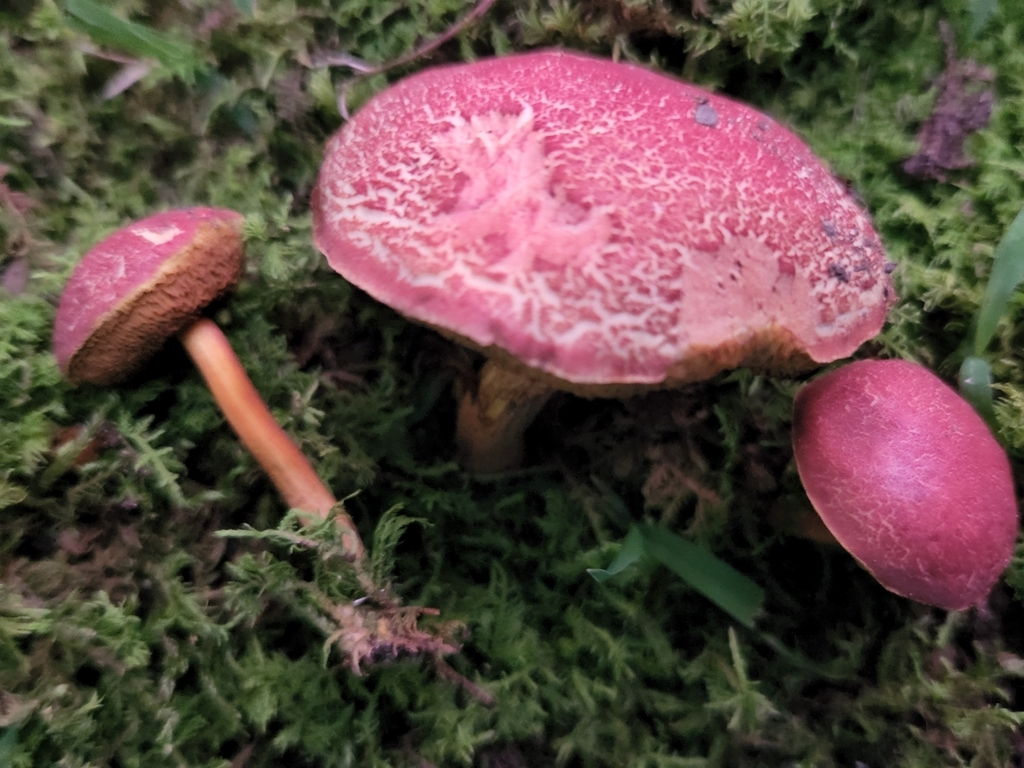 Hortiboletus from Eckerty, IN 47116, USA on August 11, 2022 at 08:42 PM ...
