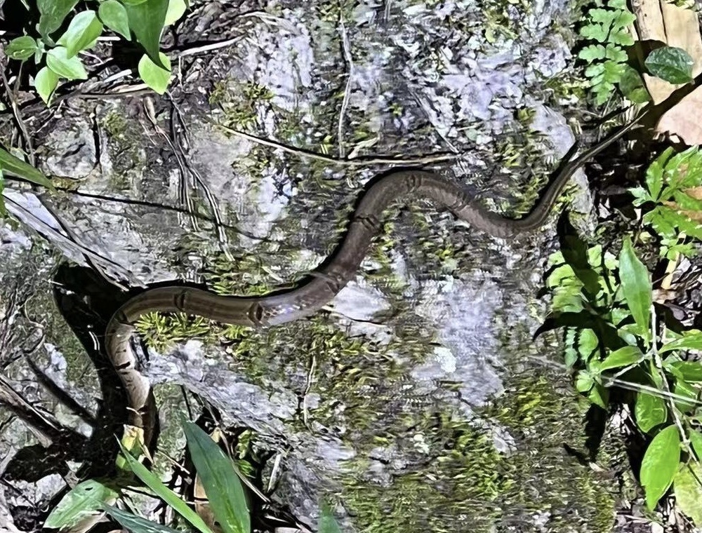 Chinese Kukri Snake from 建设中路, 黔南布依族苗族自治州, 贵州省, CN on August 11, 2022 ...