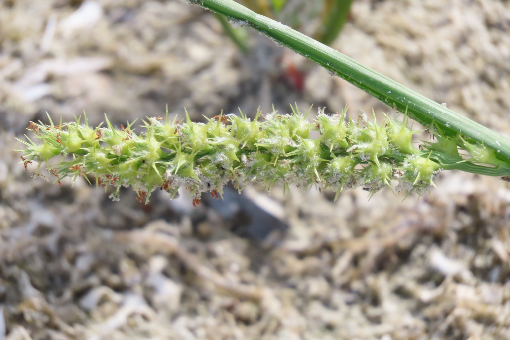 coastal sandbur from Bowditch Point Park, Fort Myers Beach, FL 33931 ...