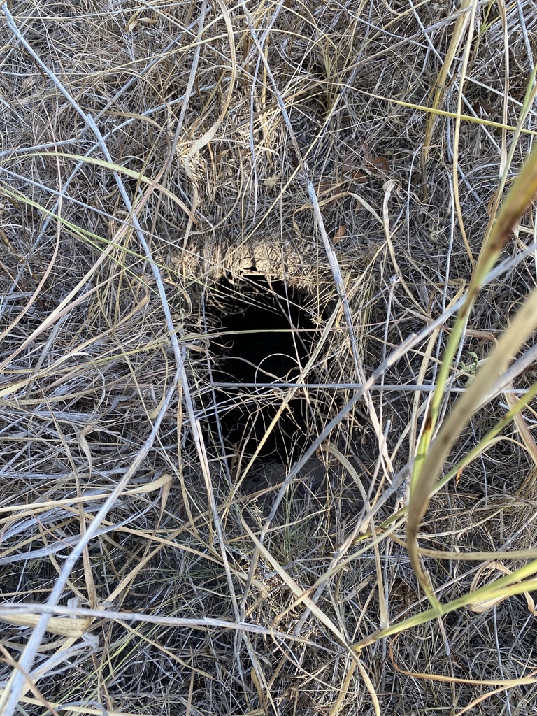 Mammals from Dinosaur Valley State Park, Glen Rose, TX, US on August 2 ...