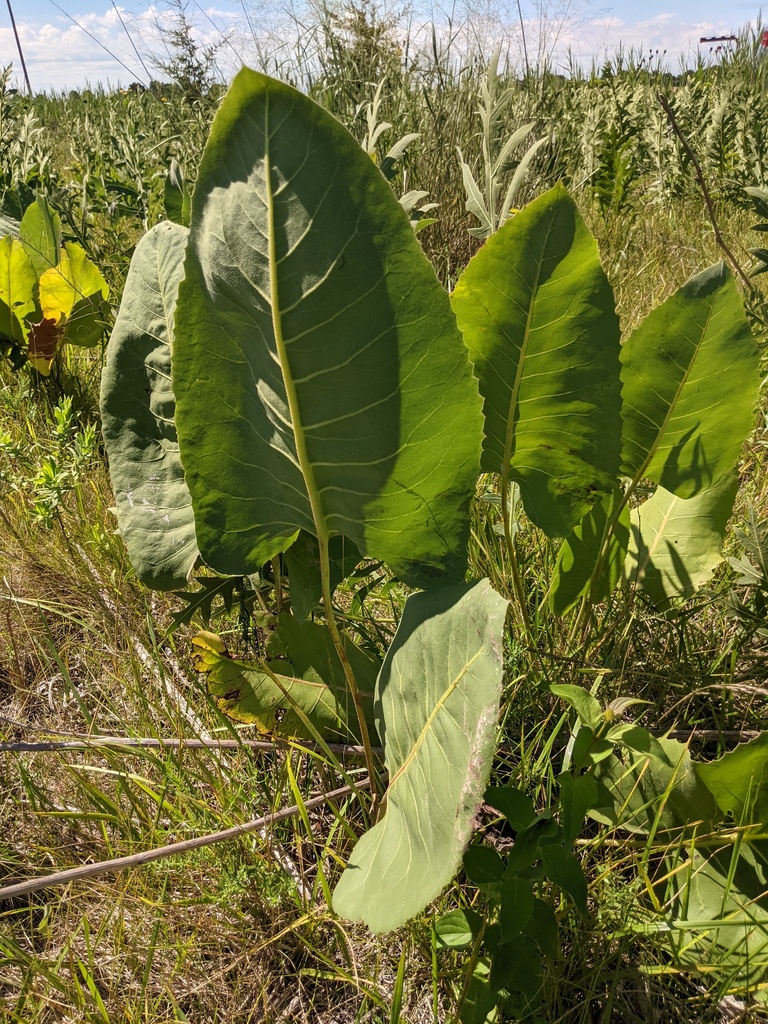 prairie dock from Essex, ON, Canada on August 11, 2022 at 12:06 PM by ...