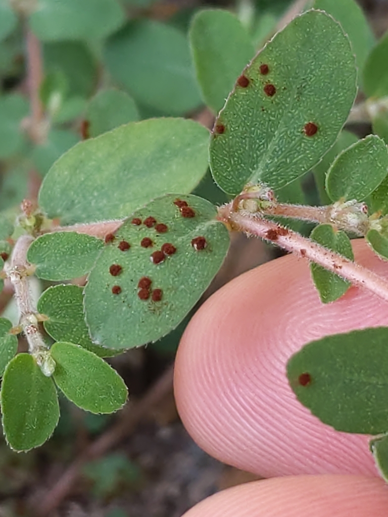 rust fungi from Biglerville, PA 17307, USA on July 28, 2022 at 04:30 PM ...