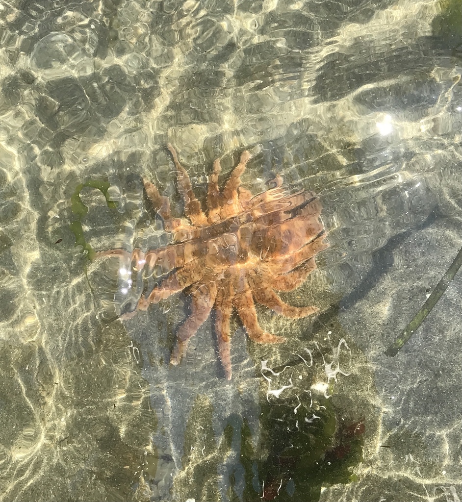 Sunflower Sea Star from Strathcona, BC, Canada on August 11, 2022 at 12 ...
