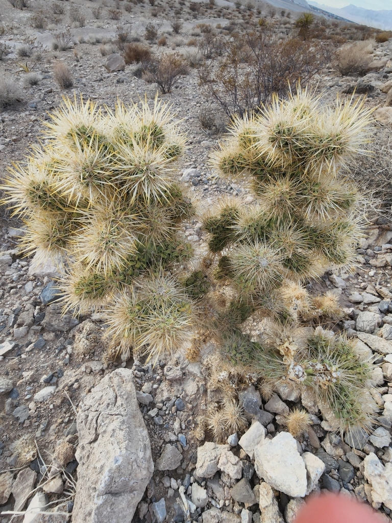 Silver Cholla from Las Vegas, NV 89129, USA on August 11, 2022 at 06:37 ...