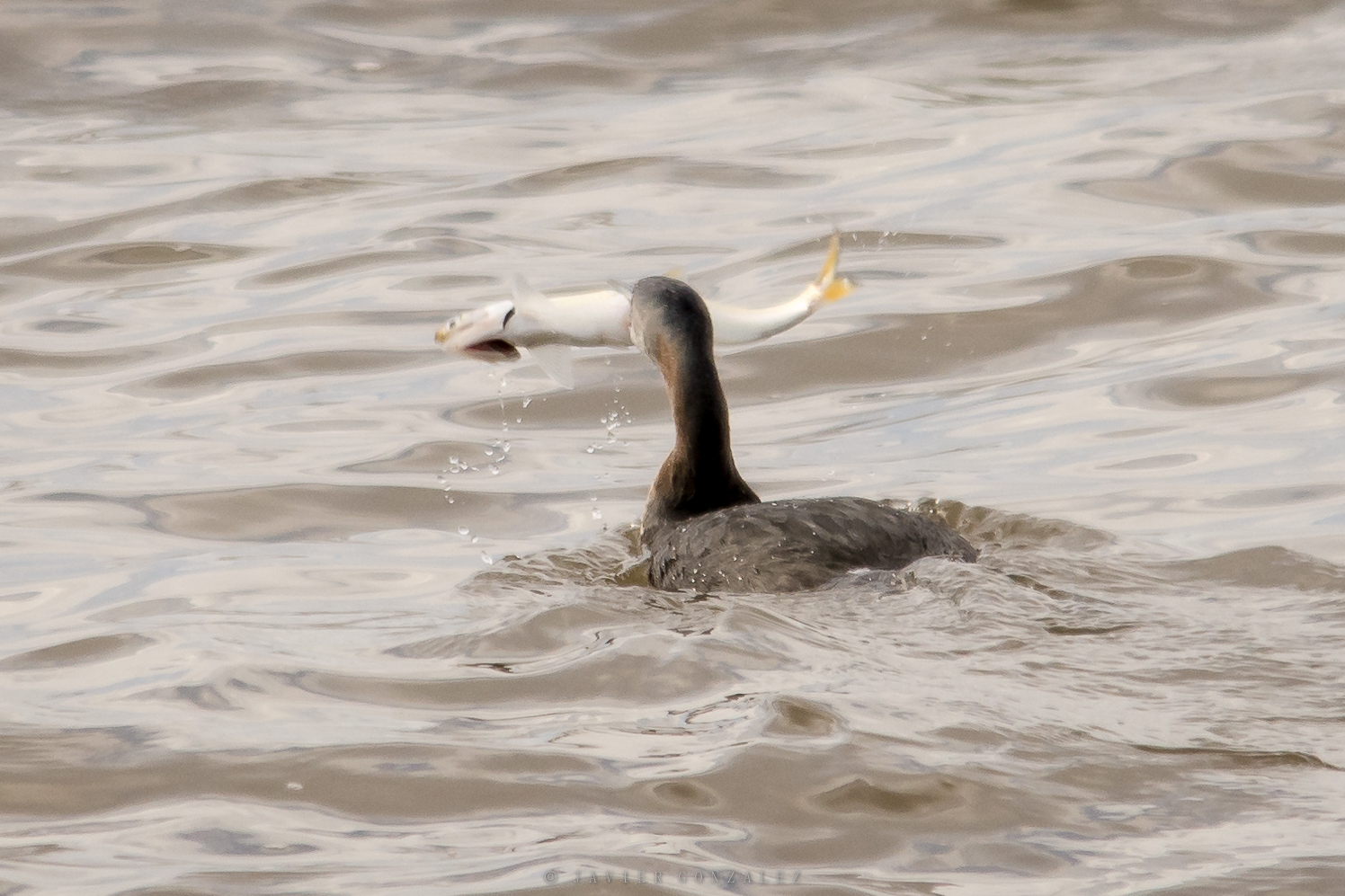 Lycengraulis grossidens (Spix & Agassiz, 1829)
