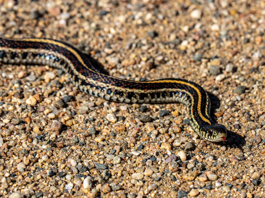 Plains Garter Snake in August 2022 by Anna Olderbak. An exceptionally ...