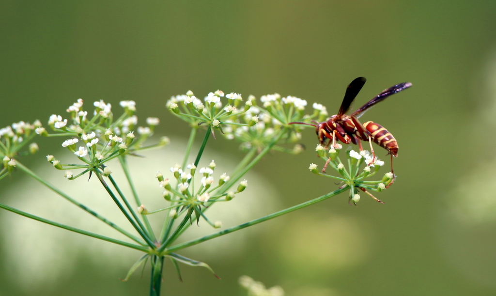 Southern Paper Wasp in July 2018 by Lauren McLaurin · iNaturalist