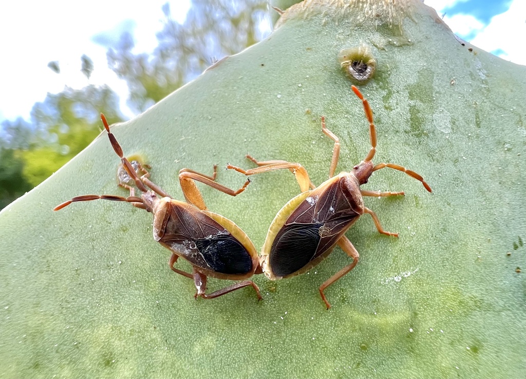Cactus Coreid Bug from Hancock Dr, Austin, TX, US on August 11, 2022 at ...