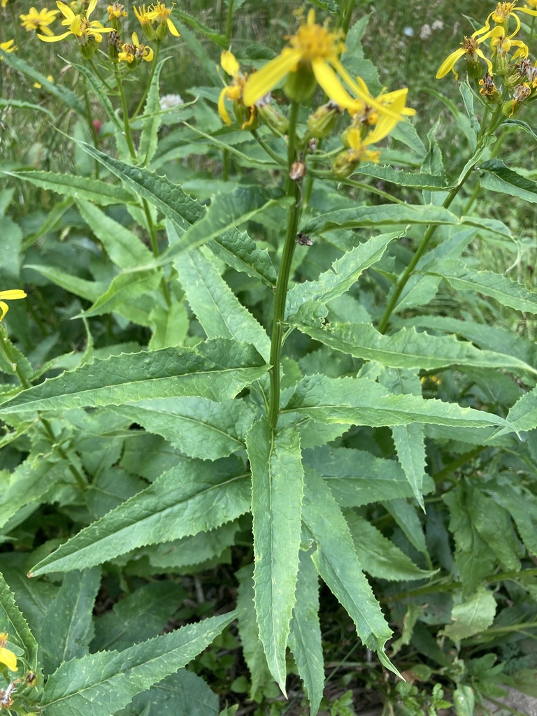 Arrowleaf Senecio from Arapaho & Roosevelt National Forests Pawnee ...