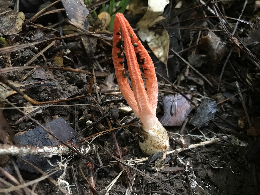 stinky squid from W Sussex Rd NE, Atlanta, GA, US on August 11, 2022 at ...