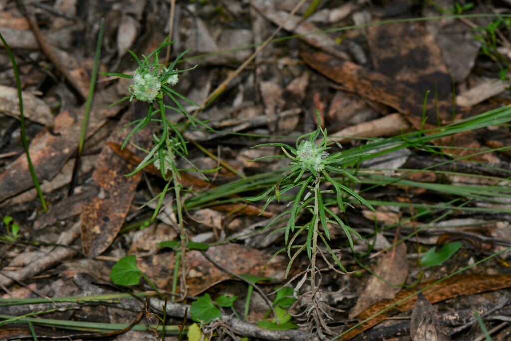 Cassinia from Darriman VIC 3851, Australia on August 09, 2022 at 02:35 ...