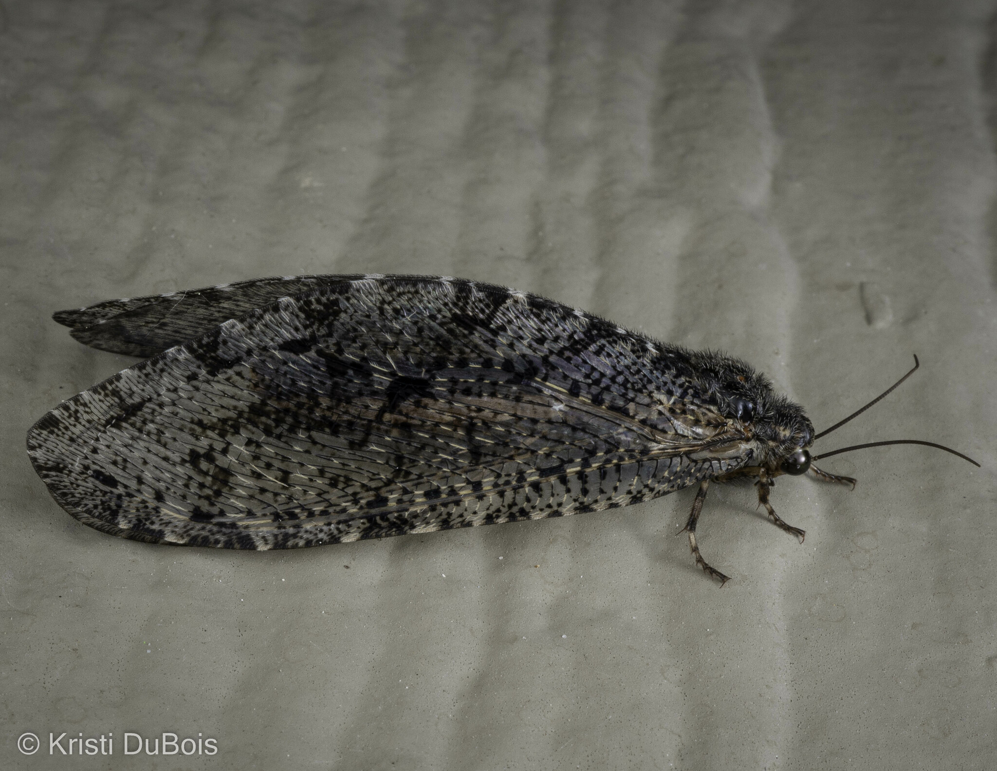 Polystoechotes punctata (Fabricius, 1793)