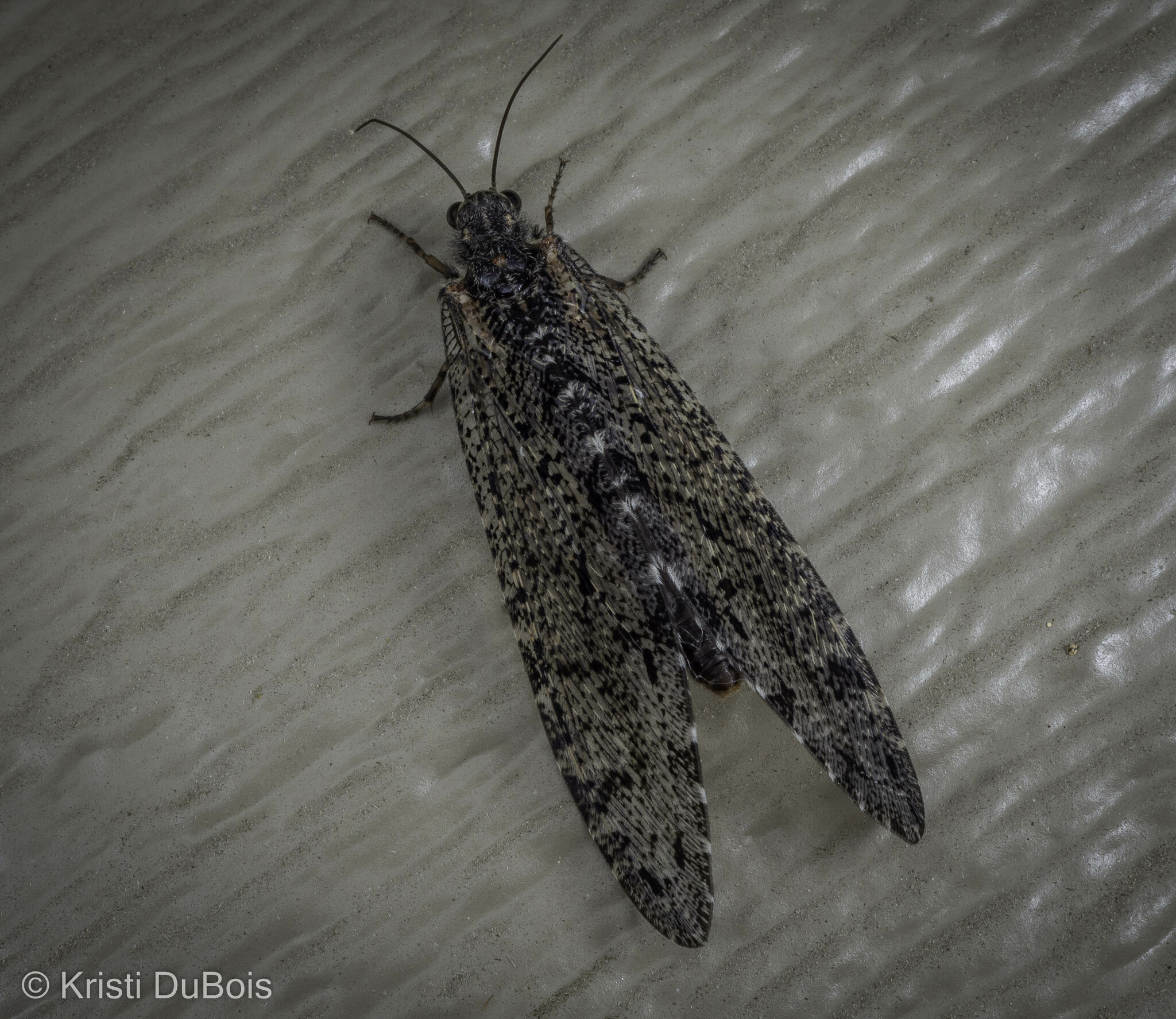 Polystoechotes punctata (Fabricius, 1793)