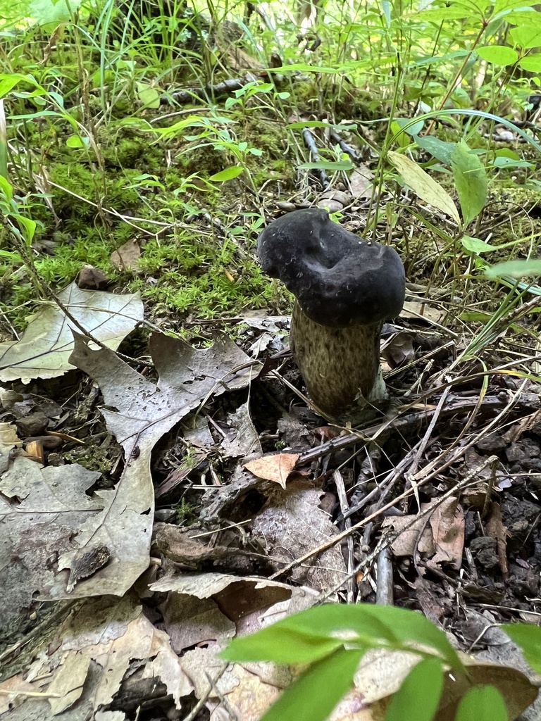 Black Velvet Bolete from Albert Johnson Rd, Nashville, IN, US on August ...