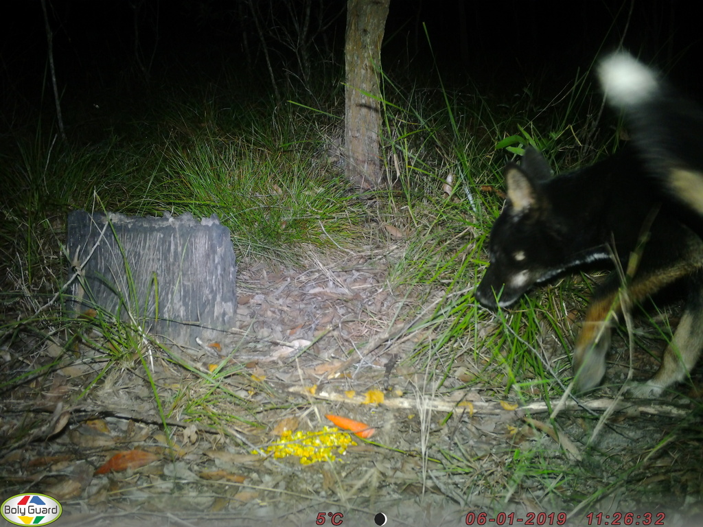 Dingo from Walligan QLD 4655, Australia on August 11, 2022 at 11:26 PM ...