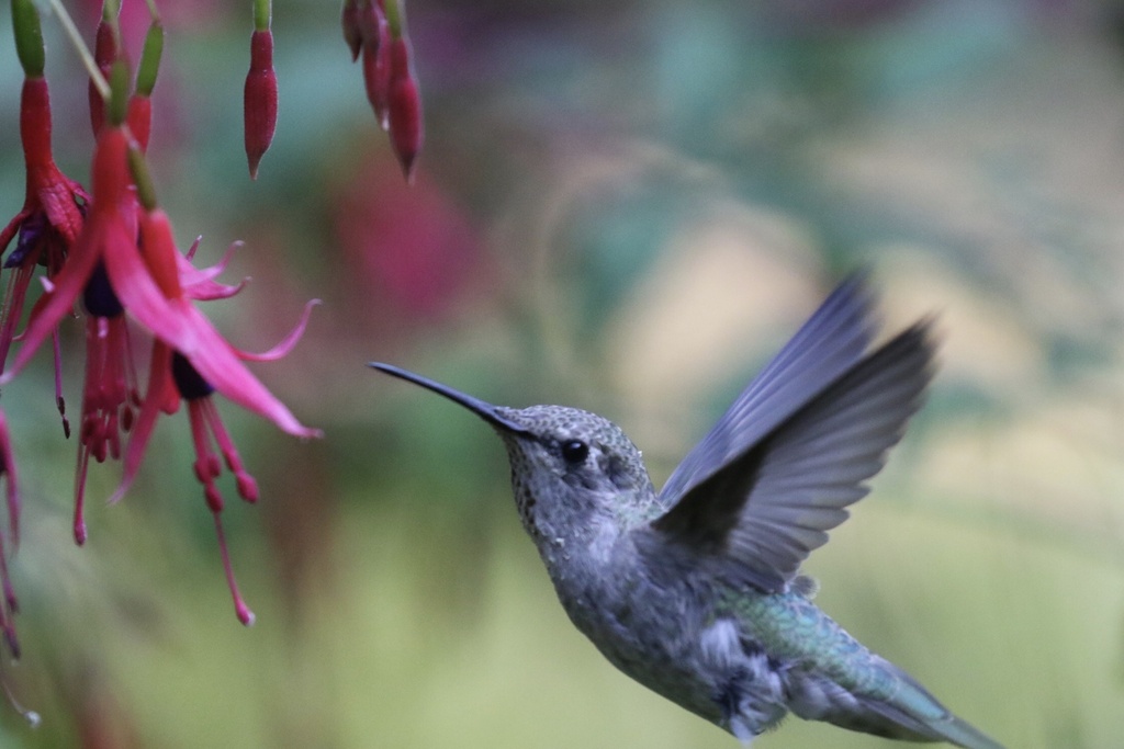 Anna's Hummingbird from Blower Rd, Sechelt, BC, CA on August 11, 2022 ...