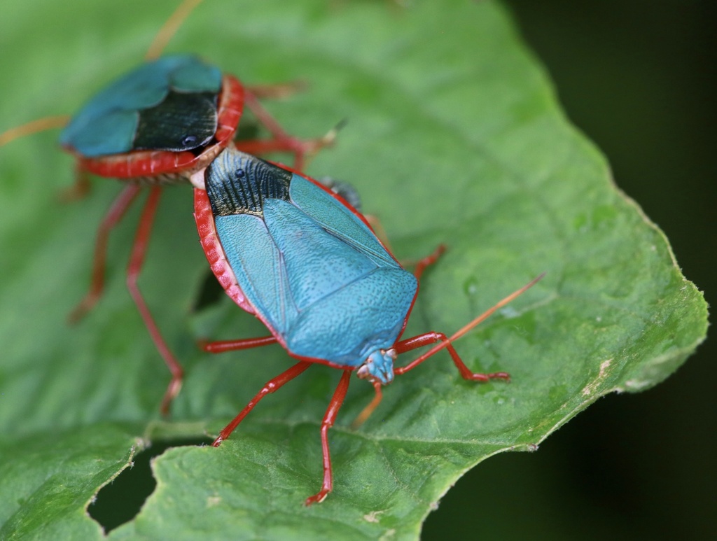 Red-bordered Stink Bug from 布宜诺斯艾利斯, 彭塔雷纳斯省, CR on August 23, 2020 at ...