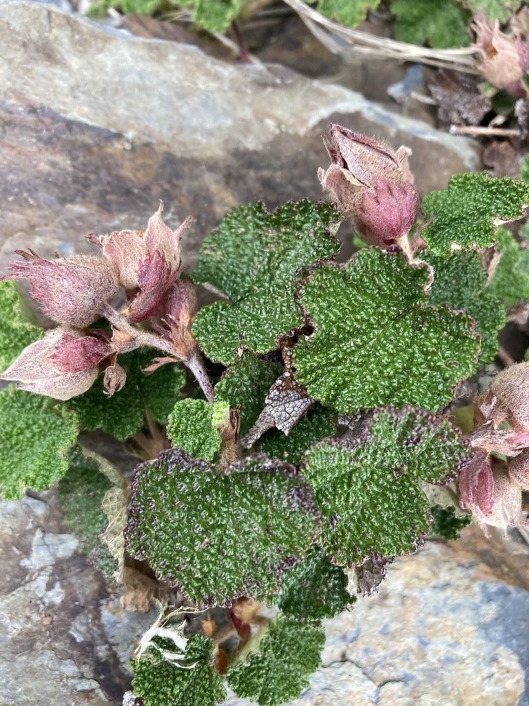creeping Taiwan bramble in August 2022 by beck_seafood · iNaturalist