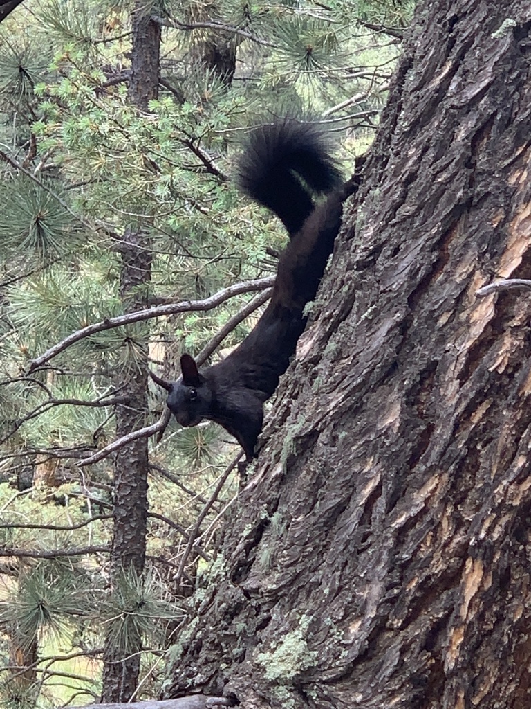 Abert's Squirrel in July 2022 by alexandrea020. Seen in Florissant ...