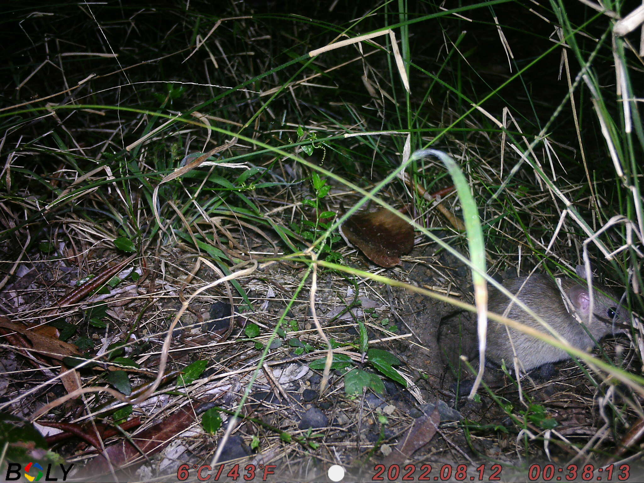 Rattus tunneyi (Thomas, 1904)