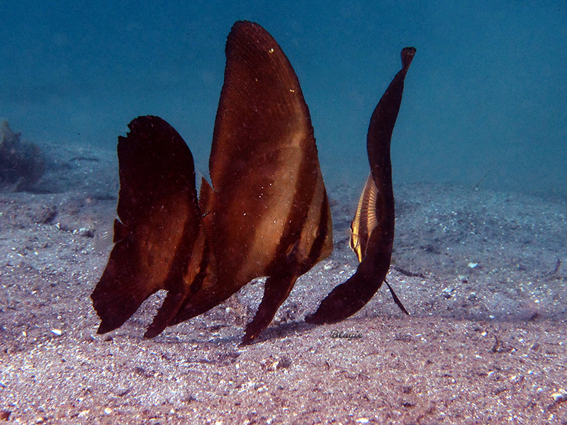 Round Batfish (Platax orbicularis) - Marine Life Identification