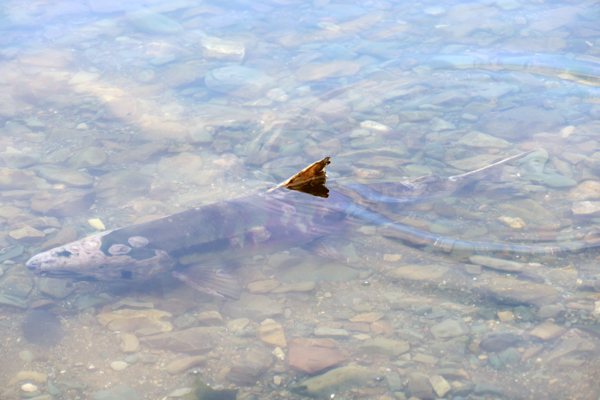Oncorhynchus keta (Walbaum, 1792)