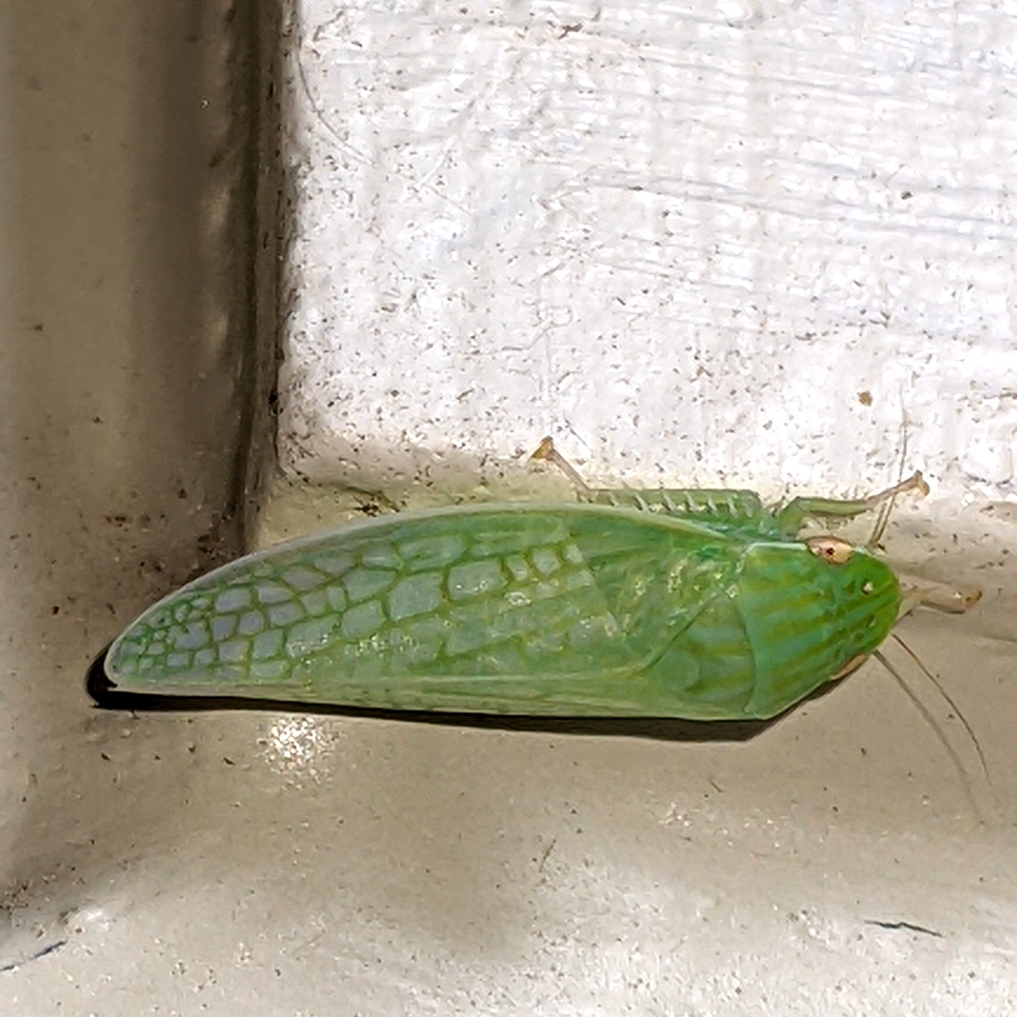 Gyponana octolineata (Say, 1825)